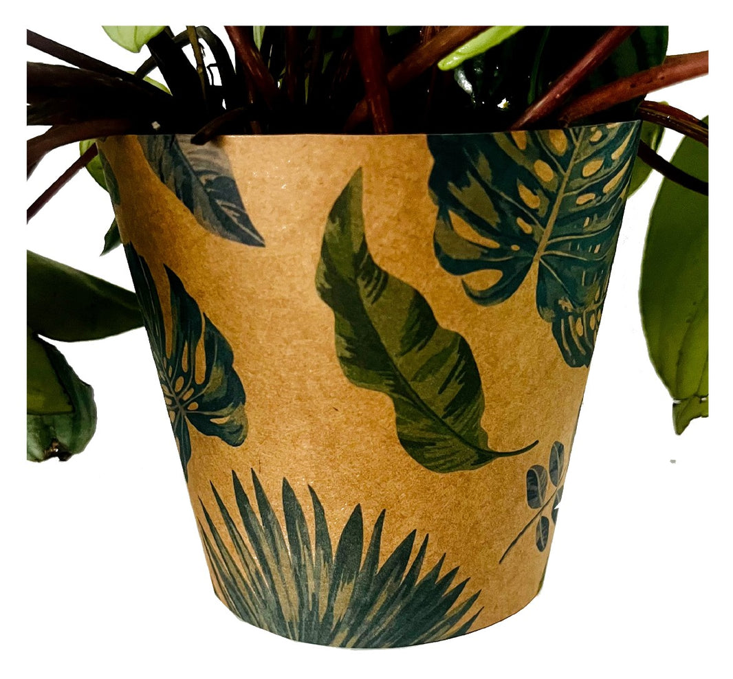 Kraft Pot Covers For Plants – Eco Plant Pack