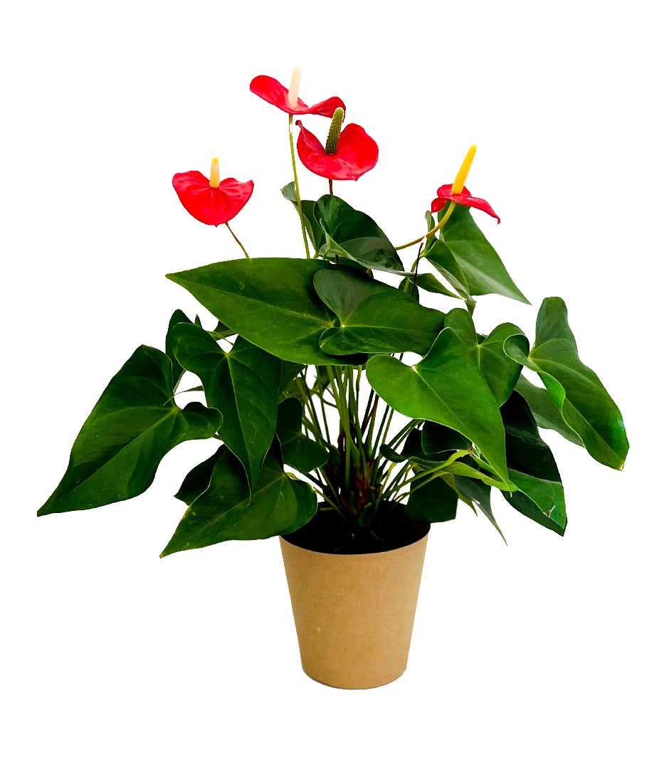 Kraft Pot Covers For Plants (pack of 20) – Eco Plant Pack