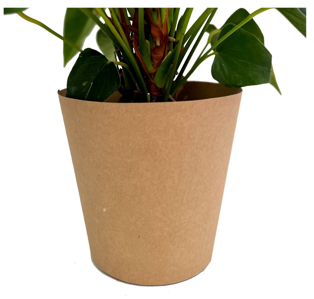 Kraft Pot Covers For Plants – Eco Plant Pack